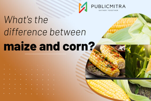 Maize vs. Corn: Understanding the Difference